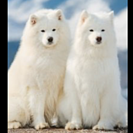 Never Ending League - Dog Pound | Fantasy Football | Yahoo! Sports