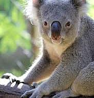 Yahoo H2H-Cat 178827 - Koala Bears | Fantasy Baseball | Yahoo! Sports