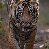 Yahoo H2H-Pts 1425564 - Toothless Tigers | Fantasy Football | Yahoo! Sports