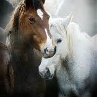 Yahoo H2H-Pts 47337 - STALLIONS | Fantasy Baseball | Yahoo! Sports
