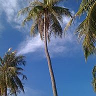 Nor Cal Fans - Jimsparadise | Fantasy Football | Yahoo! Sports