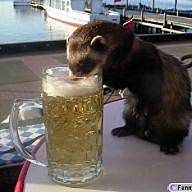 Minnesnowta O and D League - Beer drinking weasels | Fantasy Football ...