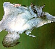 TheLeague - Flying Squirrels | Fantasy Football | Yahoo! Sports