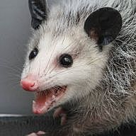 Fantasy Football | Yahoo! Sports