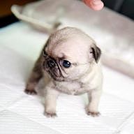 The Pigskin League - Barre Dogs | Fantasy Football | Yahoo! Sports