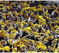 Yahoo H2H-Pts 160145 - Terrible Towels | Fantasy Baseball | Yahoo! Sports