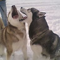 Yahoo H2H-Pts 186265 - Snowdogs | Fantasy Baseball | Yahoo! Sports