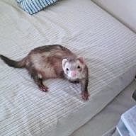 Fantasy Football | Yahoo! Sports