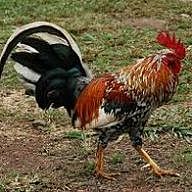 Yahoo H2H-Cat 163471 - Hell Rooster | Fantasy Baseball | Yahoo! Sports