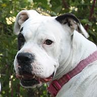 DenVer AFC CHAMPS - Barnacles Revenge | Fantasy Football | Yahoo! Sports