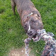 PitBullz - MoonShiners | Fantasy Football | Yahoo! Sports