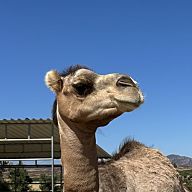 Q.B.F.F.L. - Legatron | Fantasy Football | Yahoo! Sports