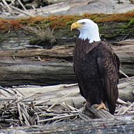 Yahoo H2H-Pts 56683 - 💥 Edmonds Couch's Game Day | Fantasy Baseball | Yahoo! Sports