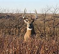 Hagman League - Hawk Tuah | Fantasy Football | Yahoo! Sports