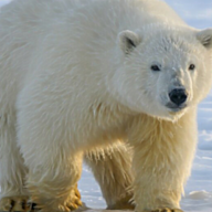 Yahoo Prize H2H-Cat 42540 - $20 Cat. Polar Bear Club | Fantasy Baseball ...