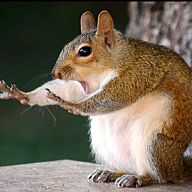 Philly Dogs - Bottom of the top's Team | Fantasy Football | Yahoo! Sports