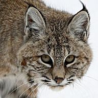 Giarratana - BobKats | Fantasy Baseball | Yahoo! Sports