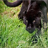 LoneStar Fantasy League - Panthers | Fantasy Football | Yahoo! Sports