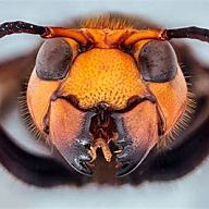 Yahoo Public 141744 - Murder Wasps | Fantasy Baseball | Yahoo! Sports