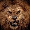 Hardcore - BIG Vicious Lions | Fantasy Football | Yahoo! Sports
