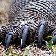 Serious League for Cool Bros - Komodo Dragon | Fantasy Hockey | Yahoo! Sports