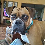 MLB 2026 - Bulldog's | Fantasy Baseball | Yahoo! Sports