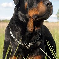 Yahoo H2H-Pts 212109 - Rotties | Fantasy Baseball | Yahoo! Sports
