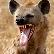 Yahoo Public 28010 - Laughing Hyenas | Fantasy Football | Yahoo! Sports