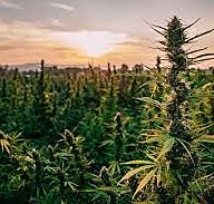 Montreal Misfits - Baker Weedfield | Fantasy Football | Yahoo! Sports