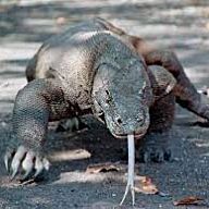 Yahoo H2H-Pts 3689 - Komodo dragons | Fantasy Hockey | Yahoo! Sports