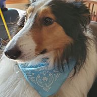 Prime Time Homies - Sheltie Army | Fantasy Football | Yahoo! Sports