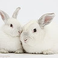 Yahoo H2H-Cat 96439 - Aeneas | Fantasy Hockey | Yahoo! Sports