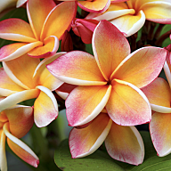 Fantasy Football | Yahoo! Sports