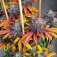 Yahoo H2H-Pts 9649 - Team THC | Fantasy Baseball | Yahoo! Sports