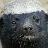 Association of Regular Guys - Honey Badgers | Fantasy Baseball | Yahoo ...