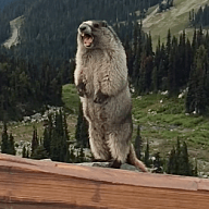 The World Series Defense - Yr4 - Marmots | Fantasy Baseball | Yahoo! Sports