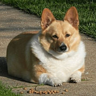 Yahoo H2H-Cat 40933 - Holyhead Chuggers | Fantasy Baseball | Yahoo! Sports