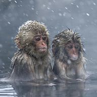 Hockey night in Canada - Snowmonkeys | Fantasy Hockey | Yahoo! Sports