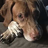 Yahoo H2H-Pts 59146 - San Diego Padres | Fantasy Baseball | Yahoo! Sports