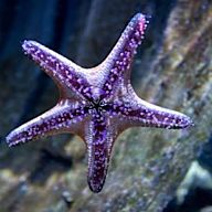 Fantasy Football | Yahoo! Sports