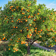 Independent Leagues - Orange City Commandos | Fantasy Baseball | Yahoo ...