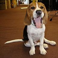 Yahoo H2H-Cat 163299 - Legal Beagles | Fantasy Baseball | Yahoo! Sports