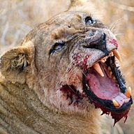 CrèmeDeLaCrème Dynasty Ballers - (Five-0-3s) | Fantasy Basketball ...