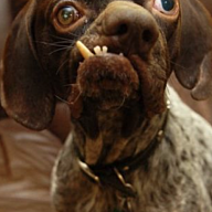 ANY GIVEN SUNDAY - Big dawgs | Fantasy Football | Yahoo! Sports